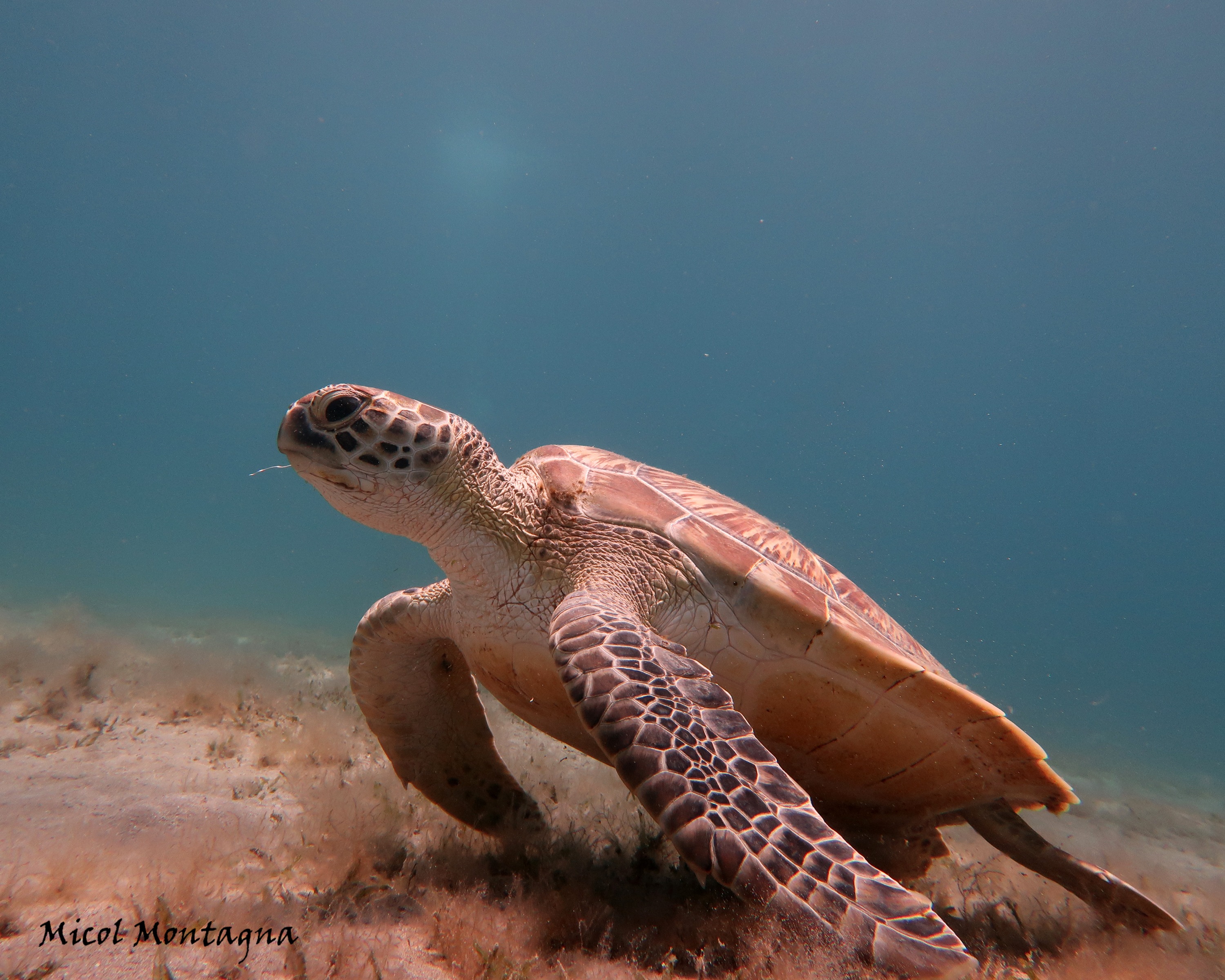 Egypt marine turtles sightings map | Dive sites Red Sea Turtlewatch Egypt