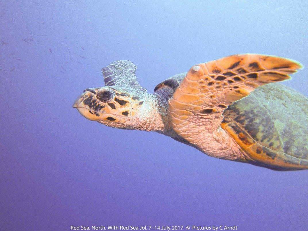 Carnatic - Turtlewatch Egypt