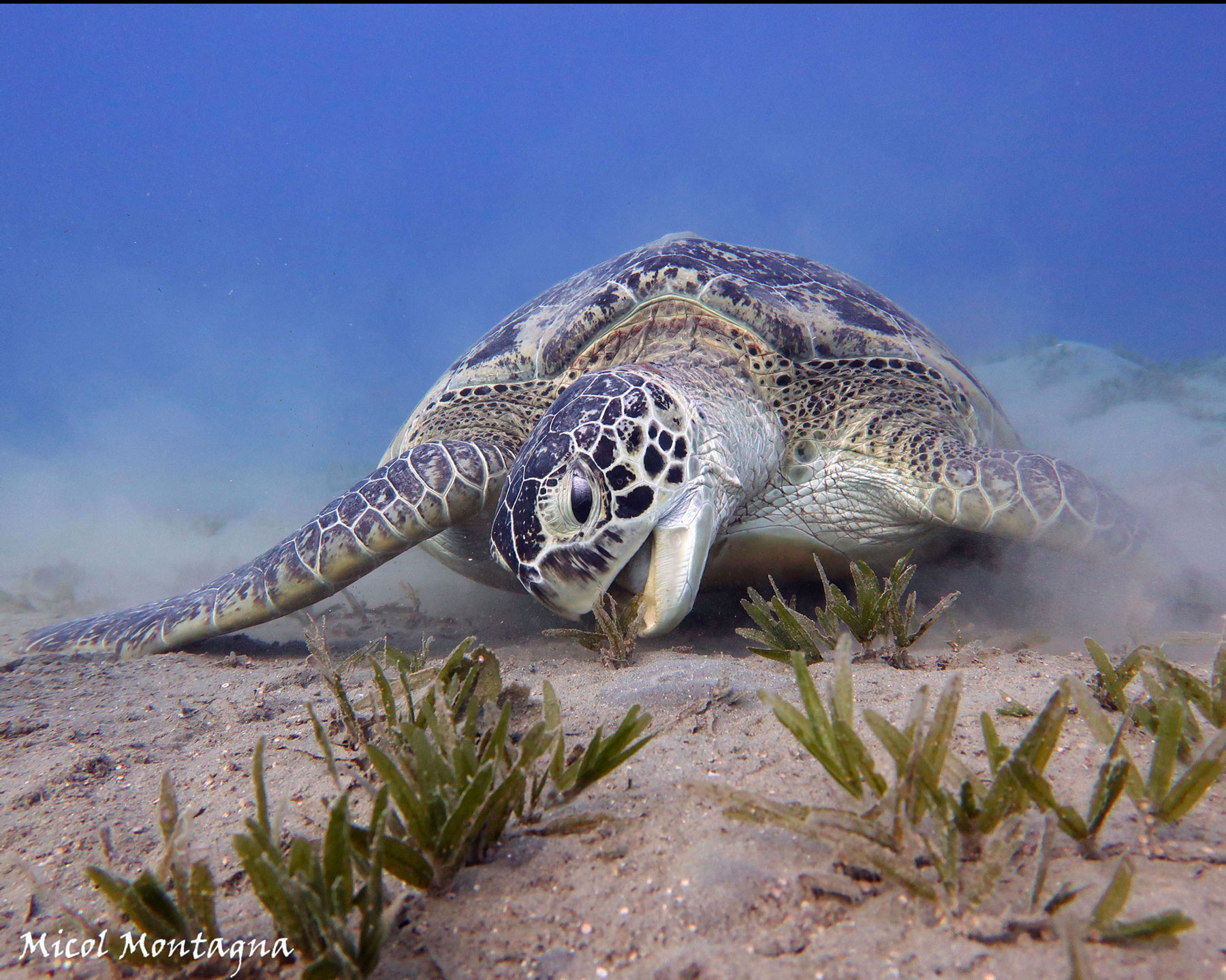 Red Sea Marine Turtles research project Turtlewatch Egypt