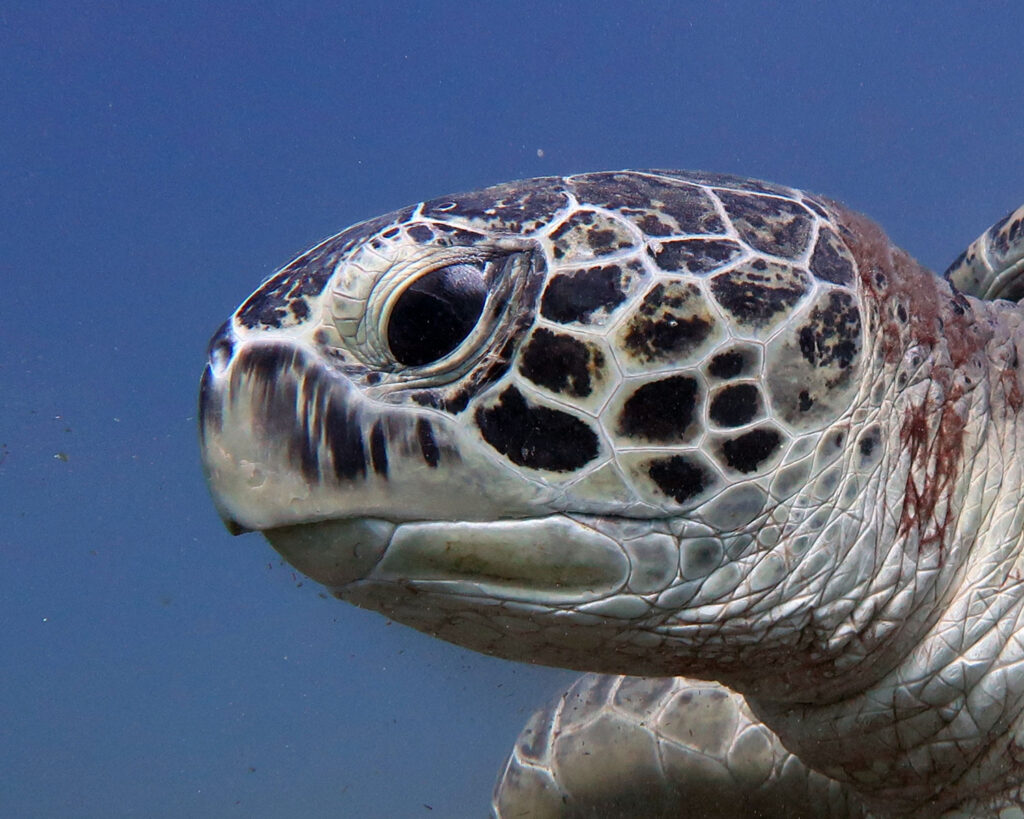 Share marine turtles photos and get involved | Turtlewatch Egypt Red Sea
