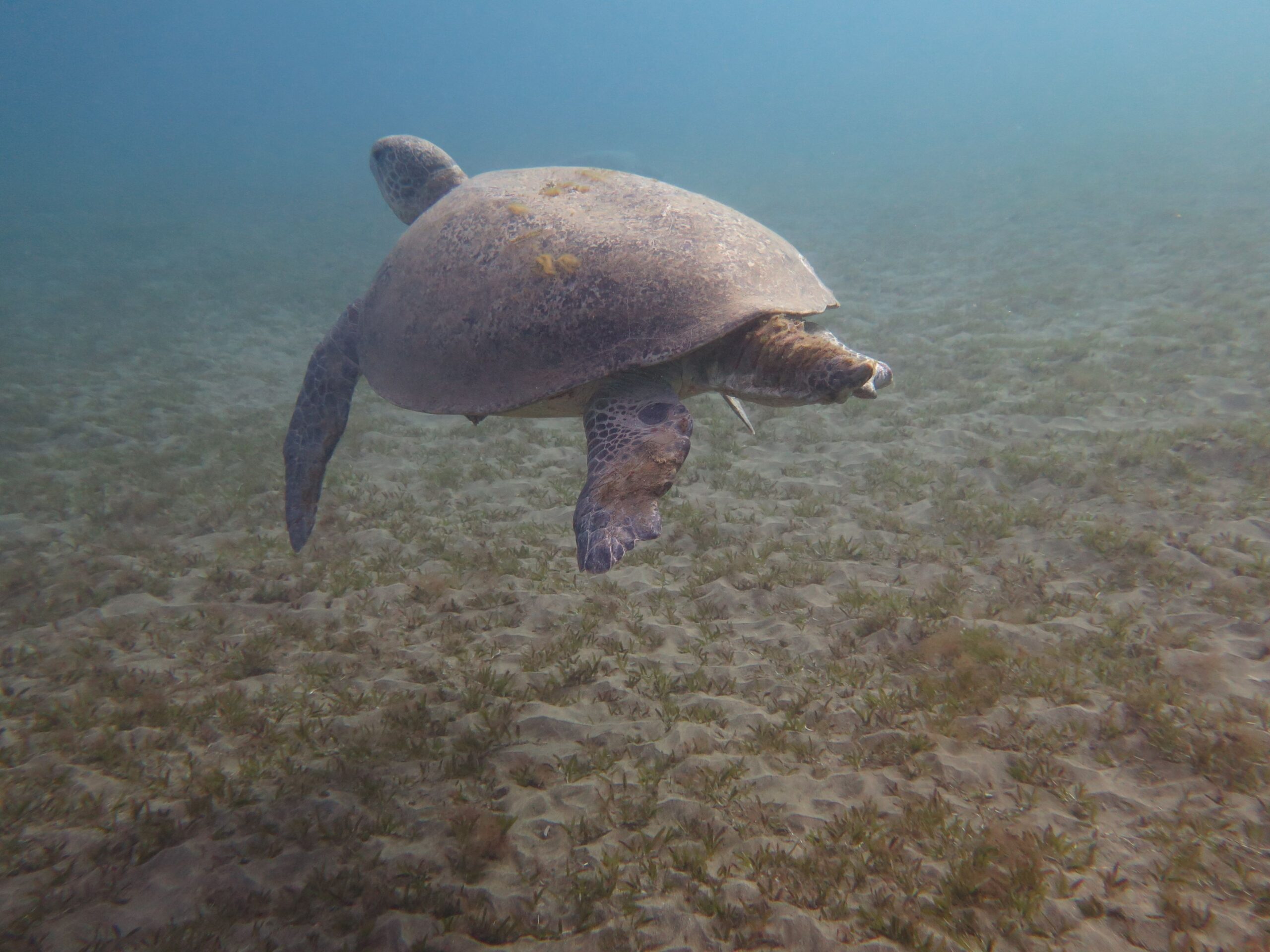 Hermes - Turtlewatch Egypt