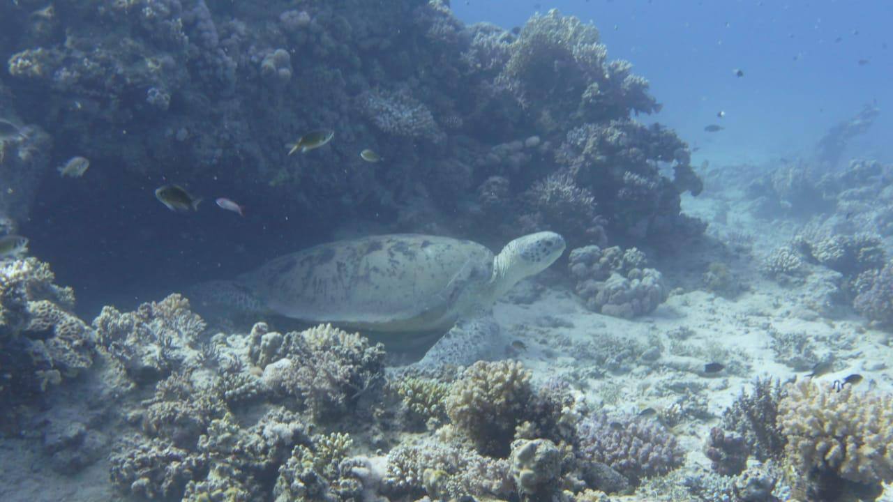 Lahami bay turtles sightings dive site in the Red Sea | Turtlewatch Egypt