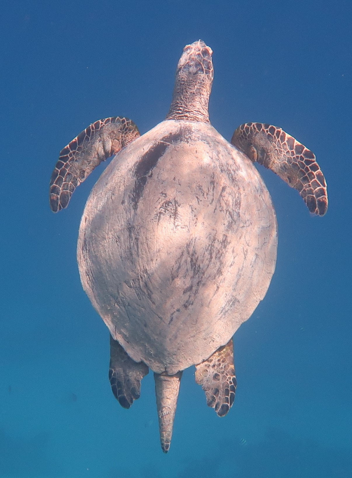 Marsa Tondoba - Turtlewatch Egypt