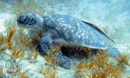 Lighthouse turtles sightings dive site in the Red Sea | Turtlewatch Egypt