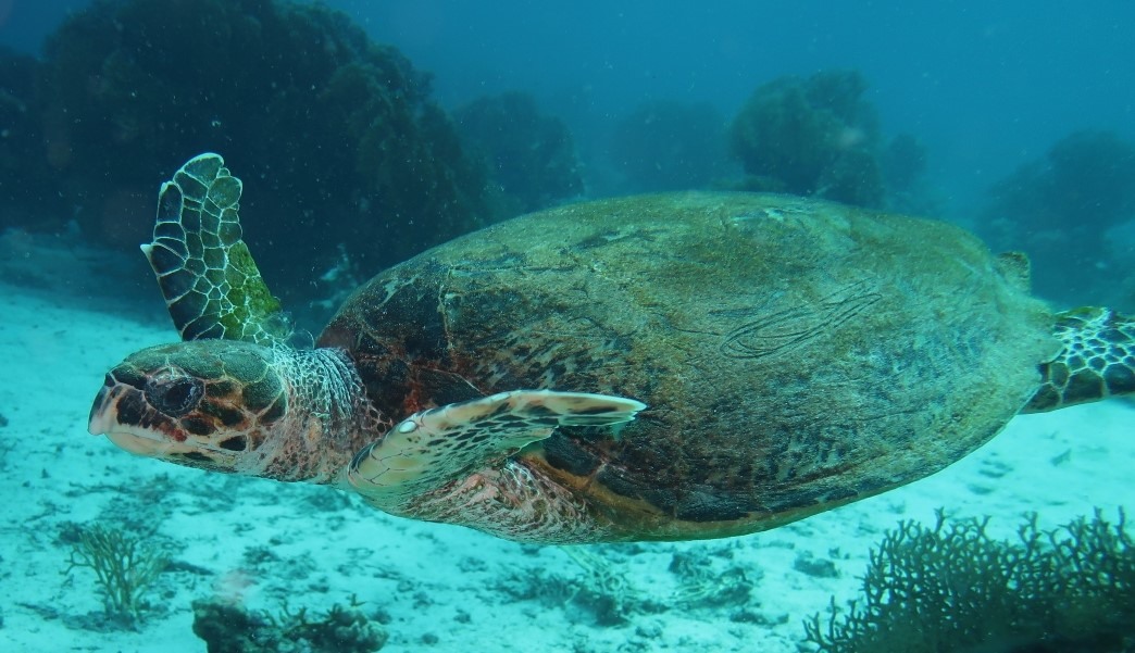 Gota Abu Ramada - Turtlewatch Egypt