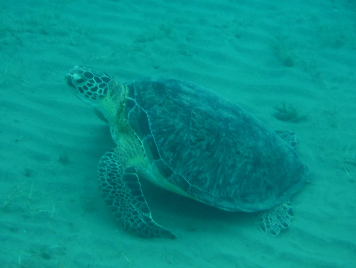 Lahami bay turtles sightings dive site in the Red Sea | Turtlewatch Egypt