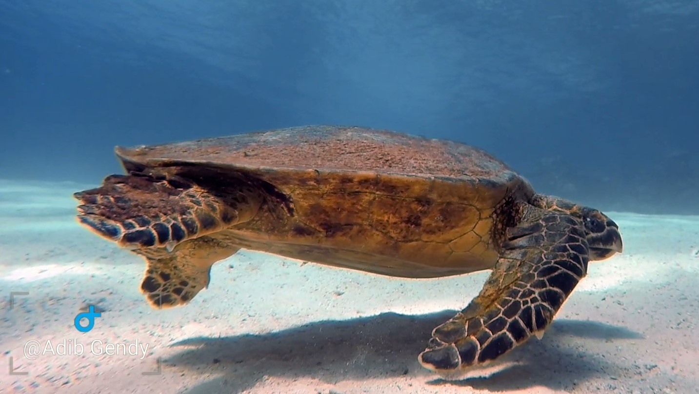 Canyon Lagoon - Turtlewatch Egypt
