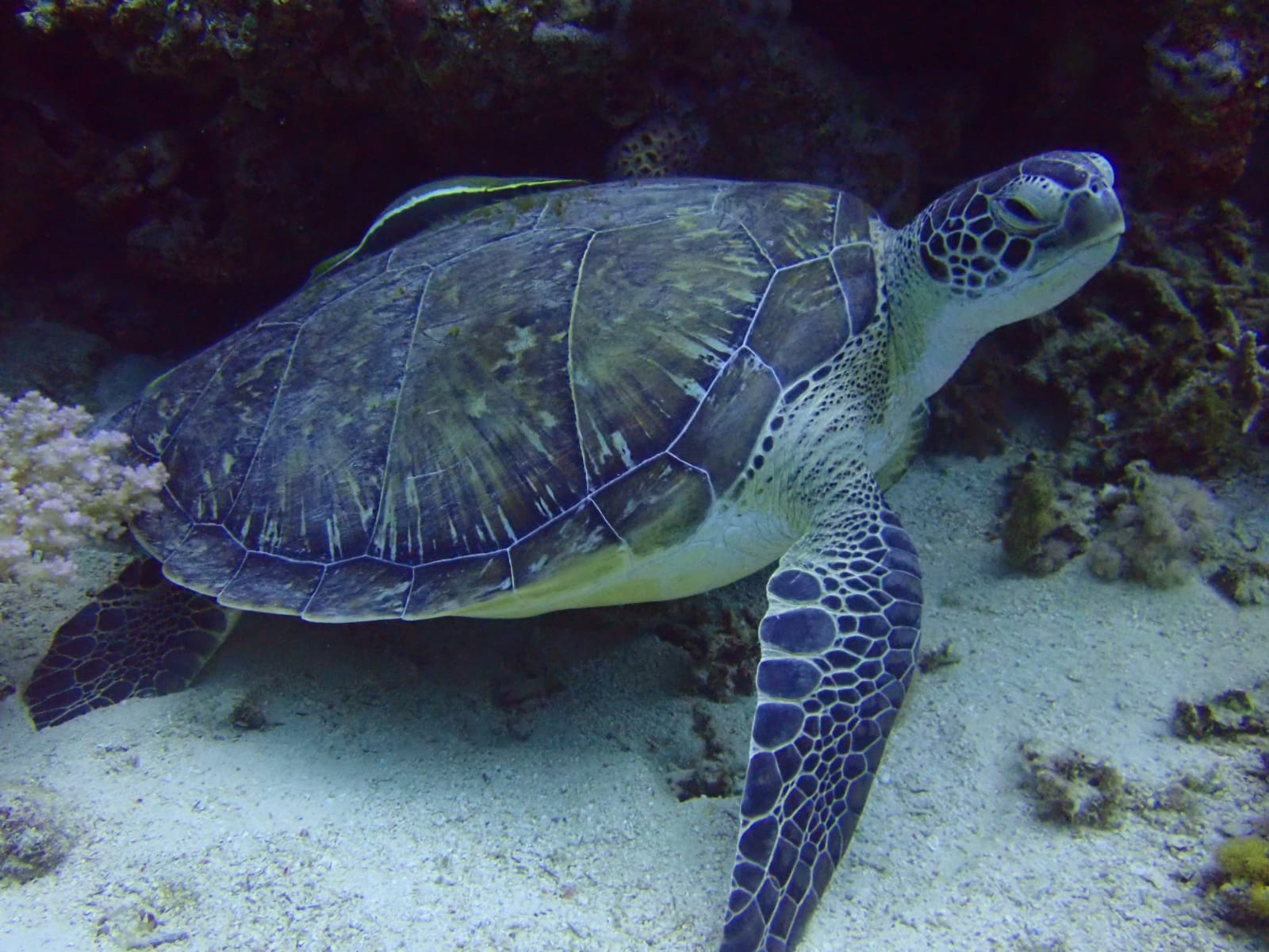 The Islands - Turtlewatch Egypt