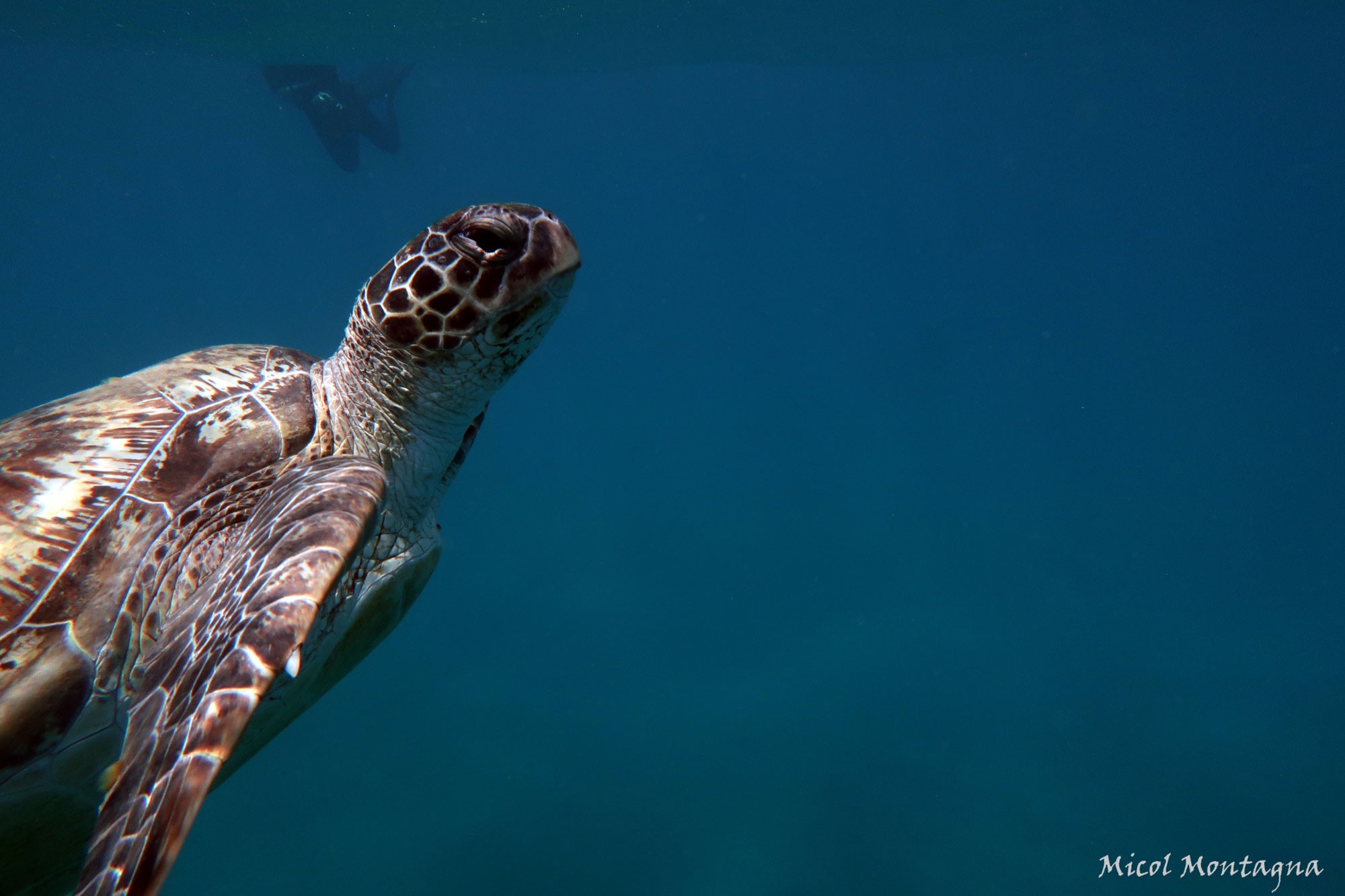 Marine turtles Egypt information | Turtlewatch research project