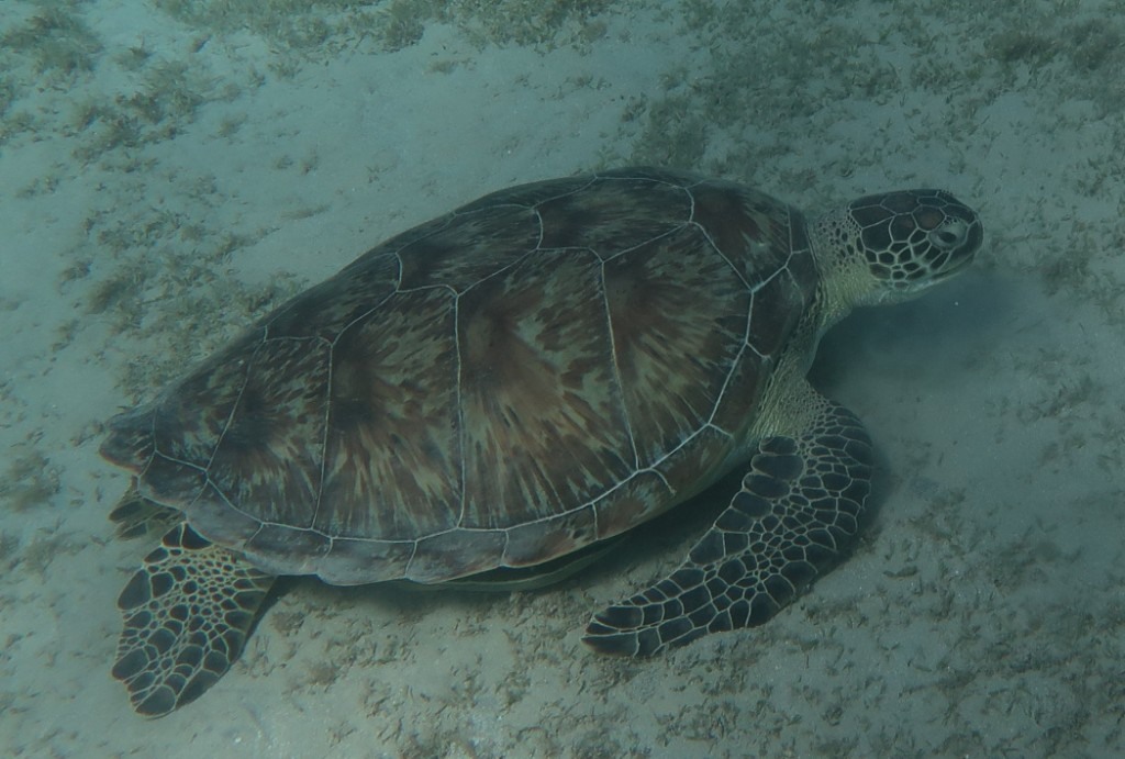Marsa Asalaya - Turtlewatch Egypt