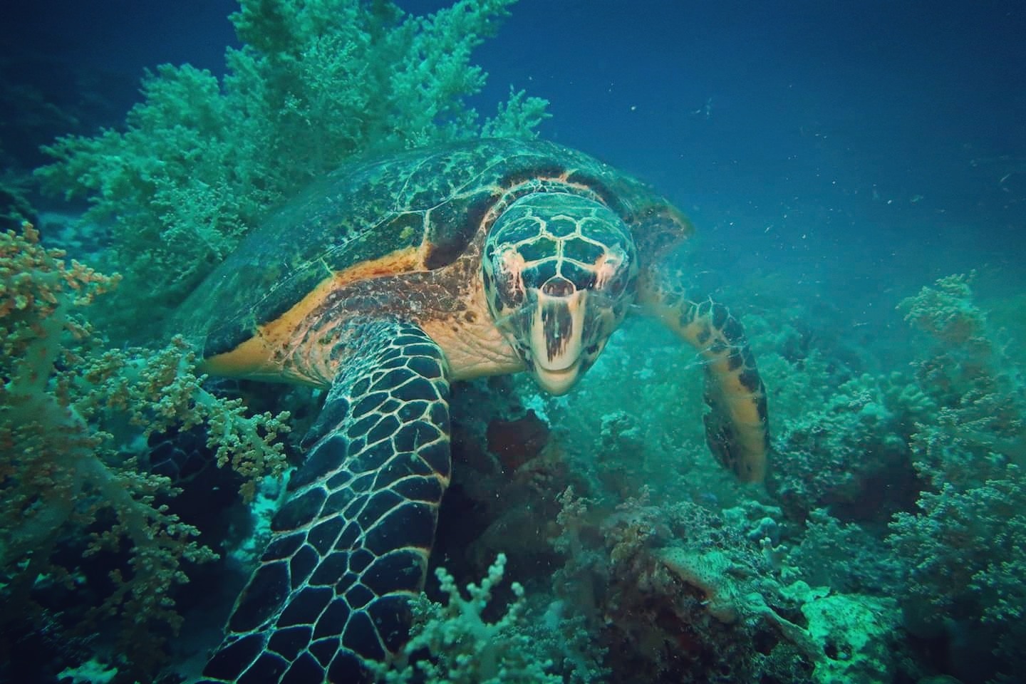 Carless Reef - Turtlewatch Egypt