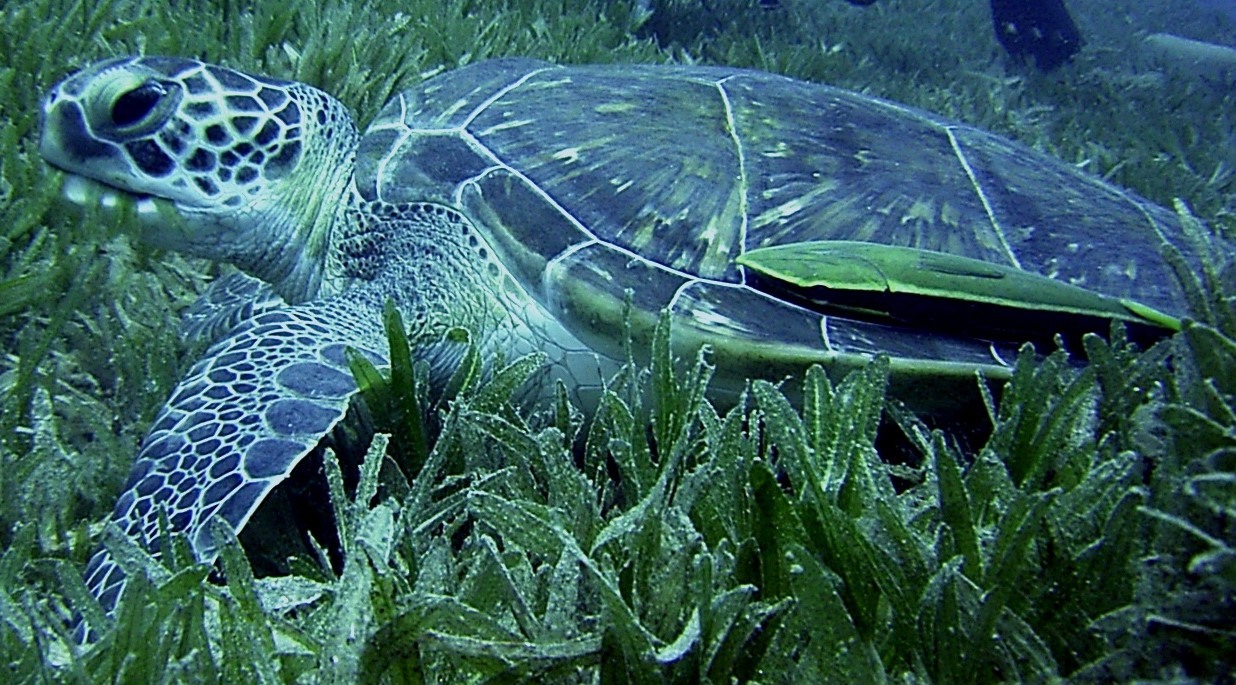 Lighthouse - Turtlewatch Egypt