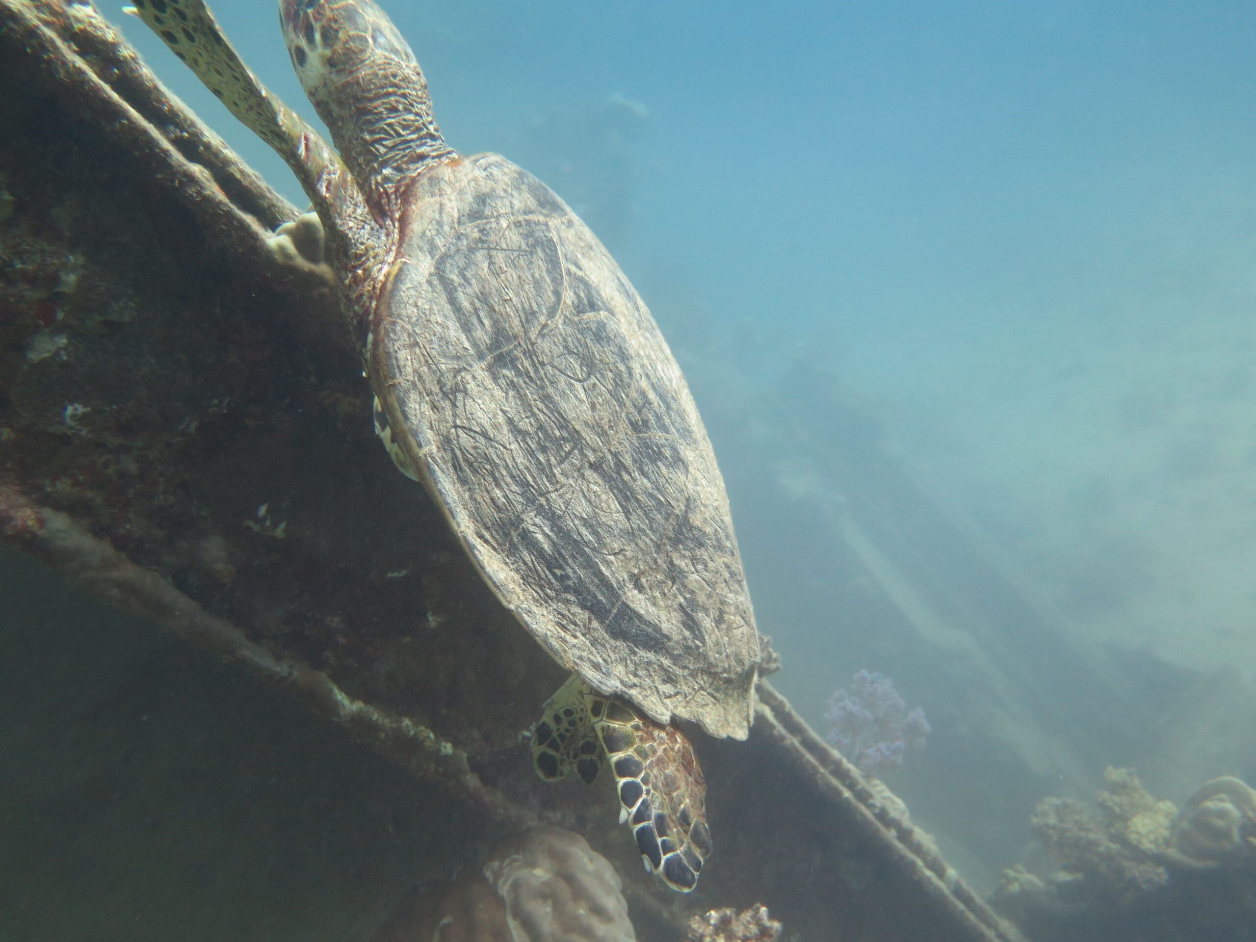 ABU GHOSUN - Turtlewatch Egypt