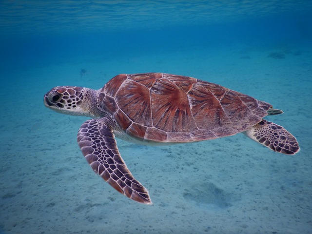 Gabel Rosas - Turtlewatch Egypt