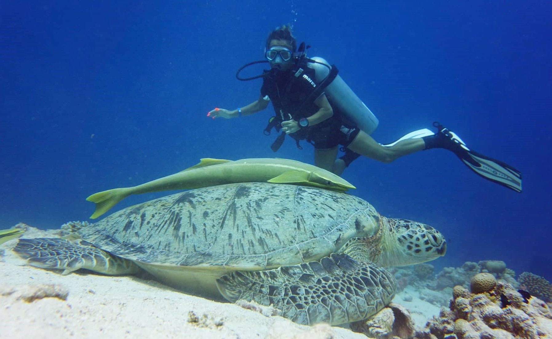 Marsa Shouna - Turtlewatch Egypt
