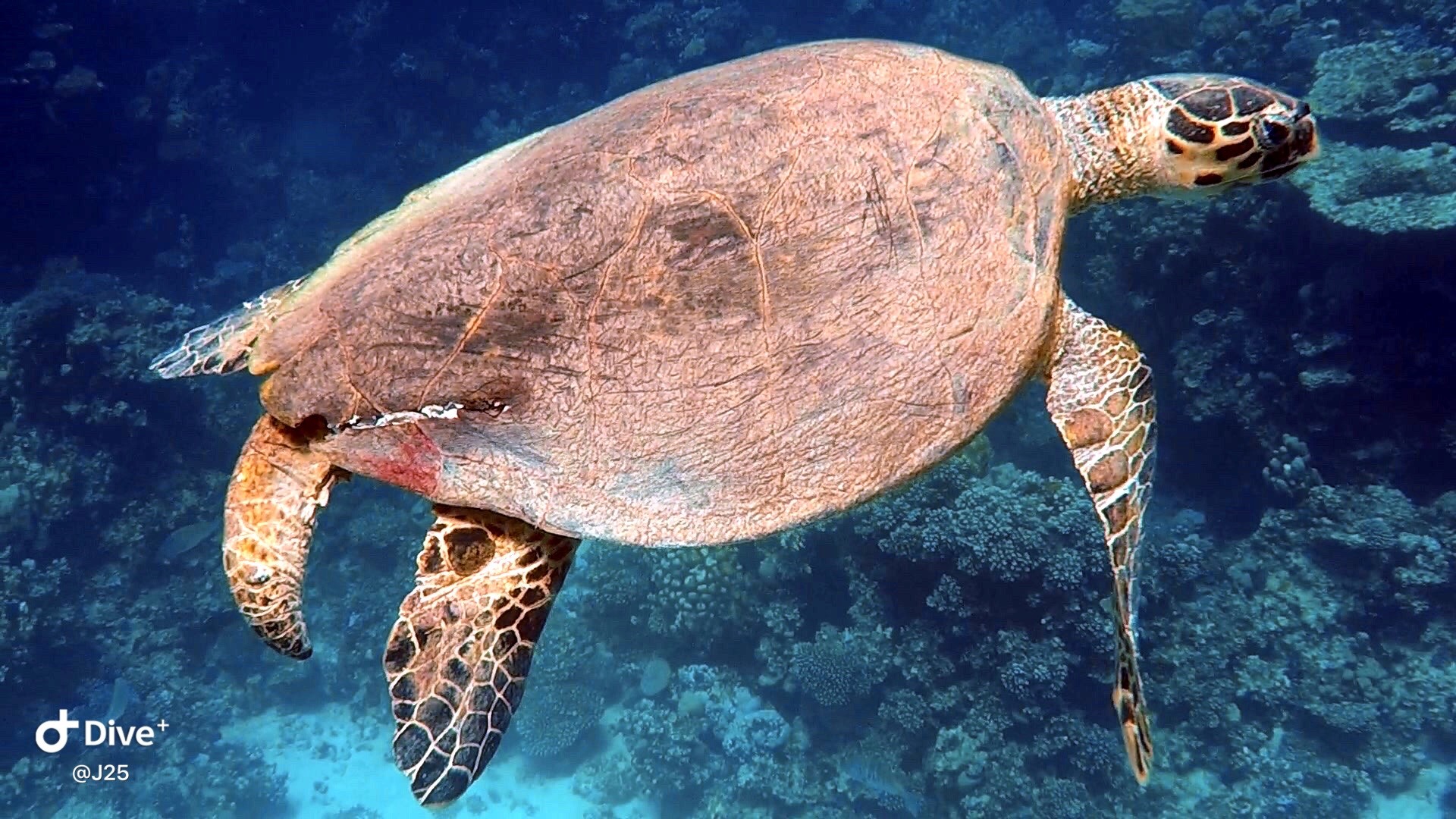 Makadi Bay - Turtlewatch Egypt