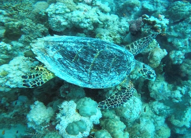 Marsa Shagra - Turtlewatch Egypt