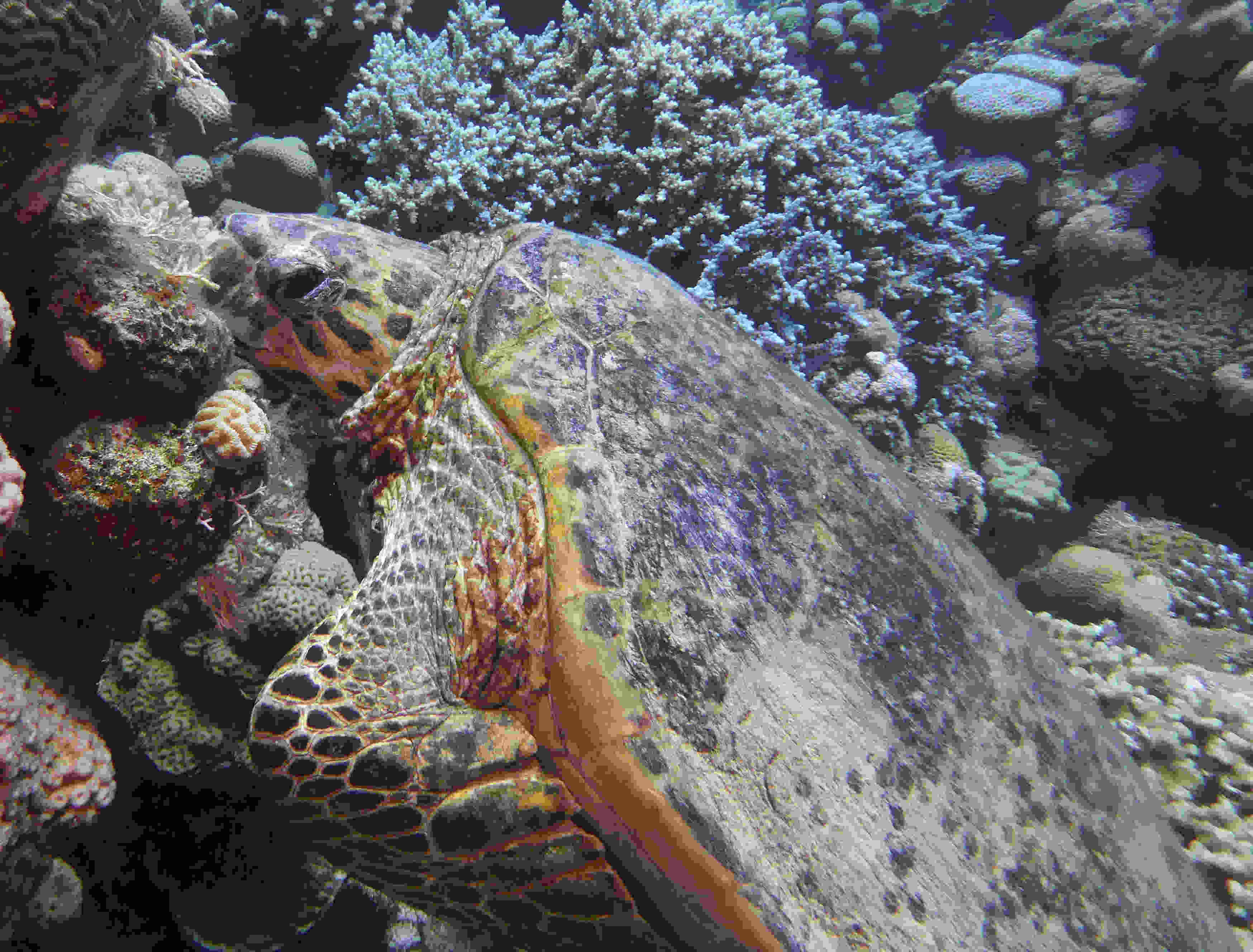 Makadi Bay - Turtlewatch Egypt