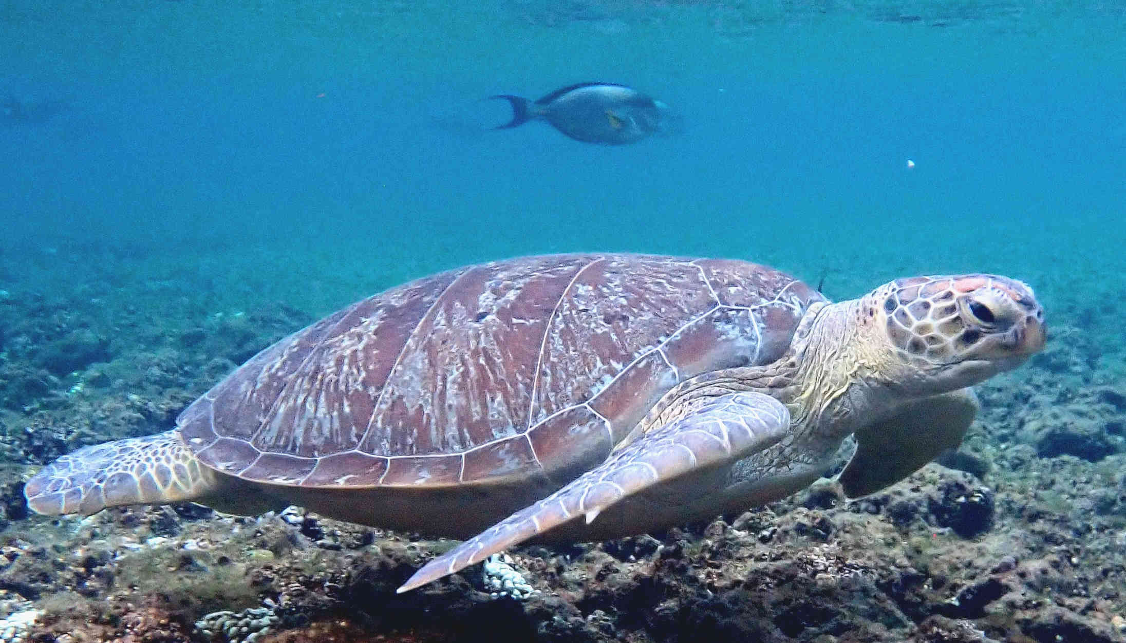 Hermes - Turtlewatch Egypt