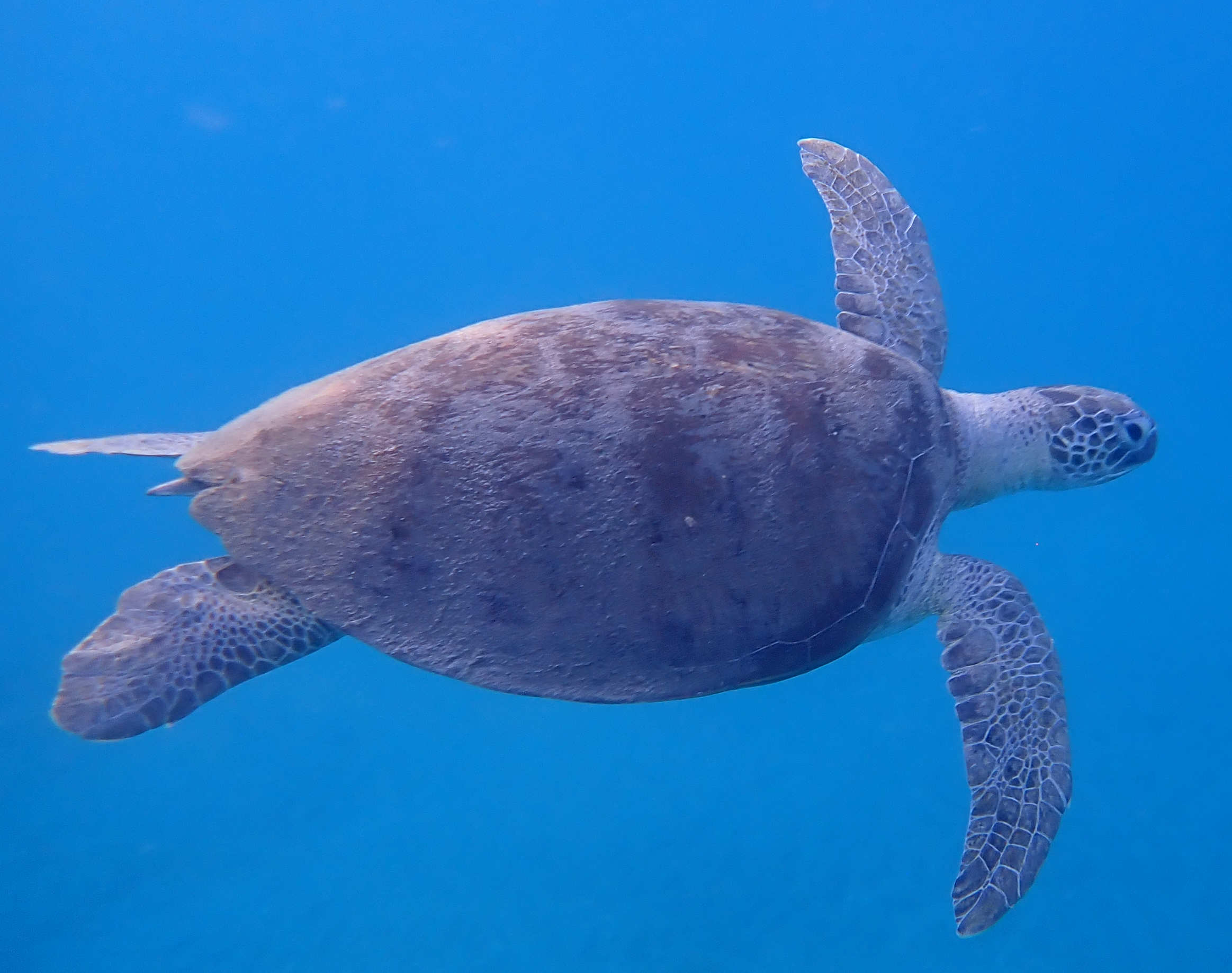 Hermes - Turtlewatch Egypt