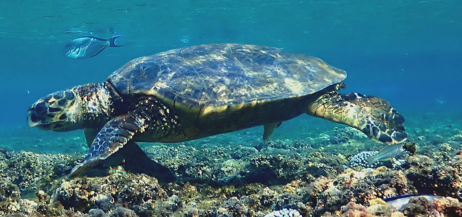 Hermes - Turtlewatch Egypt