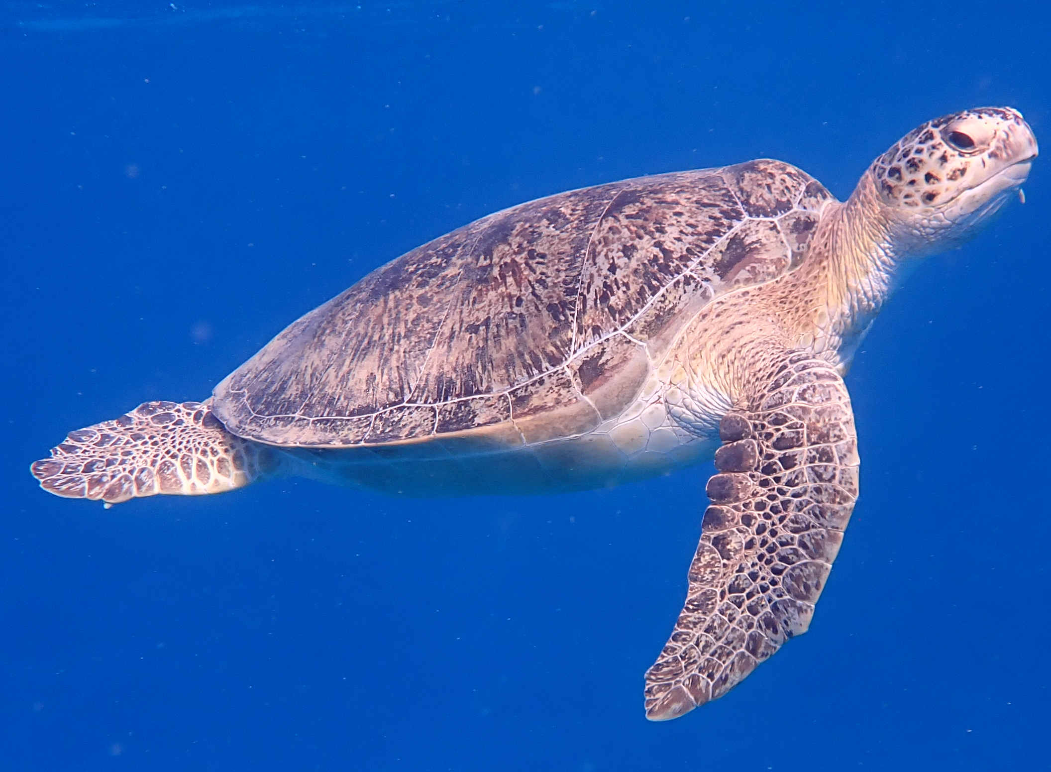 Hermes - Turtlewatch Egypt