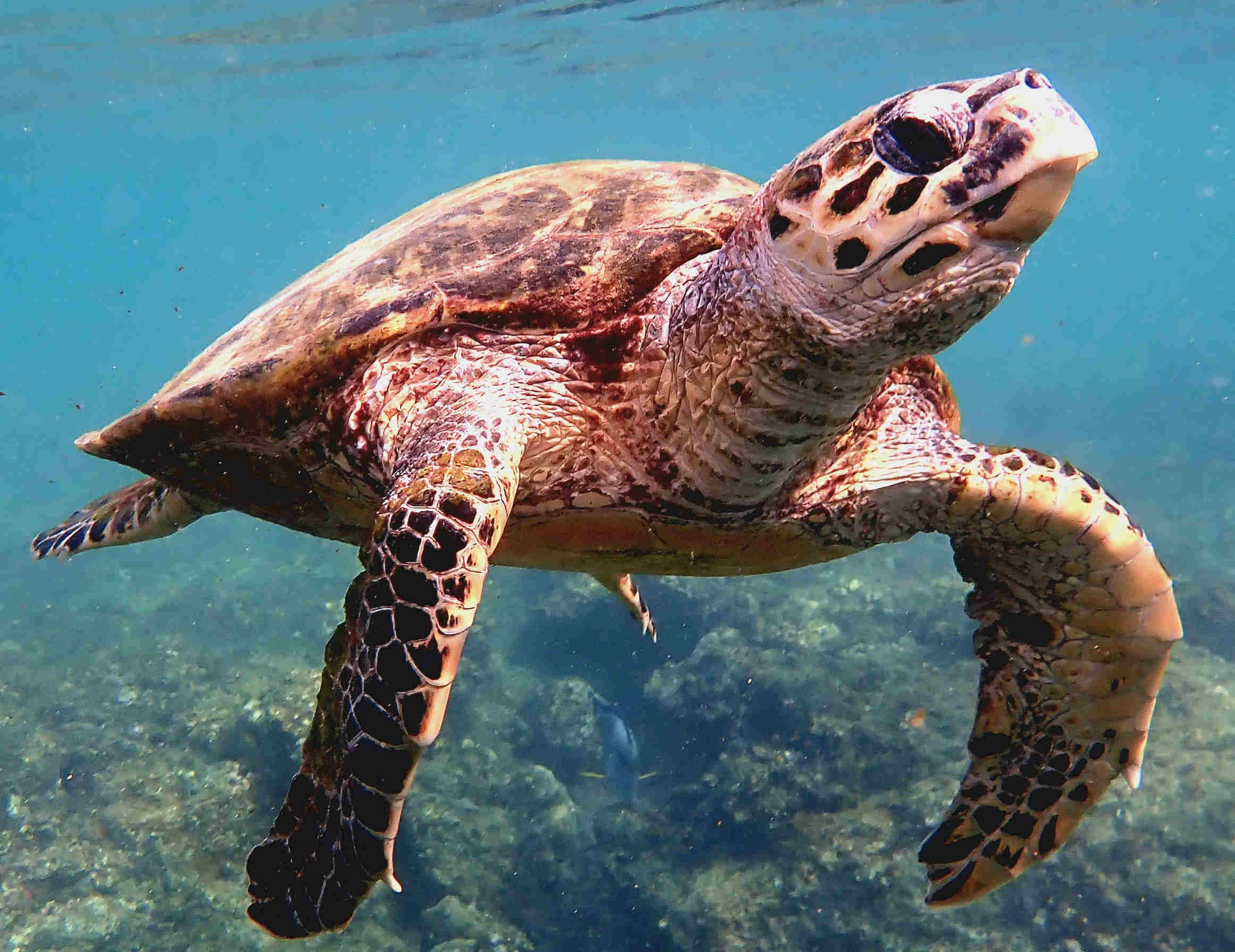 Hermes - Turtlewatch Egypt