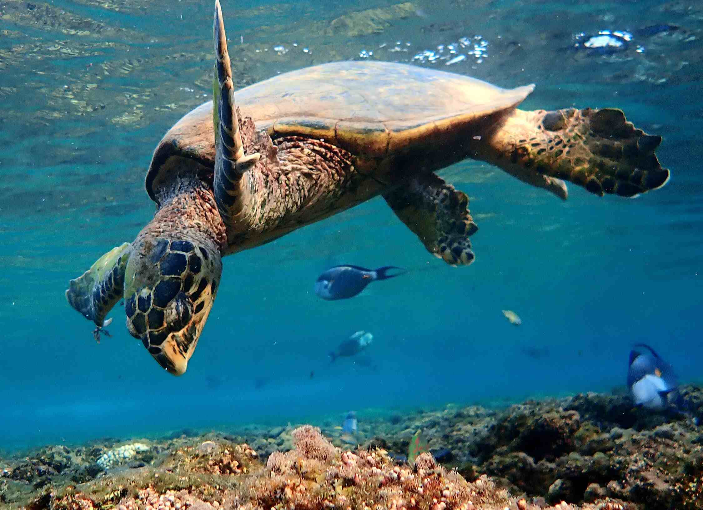 Hermes - Turtlewatch Egypt