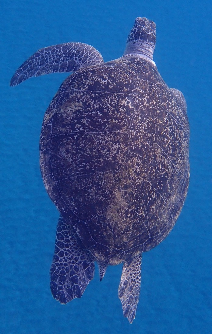 Hermes - Turtlewatch Egypt