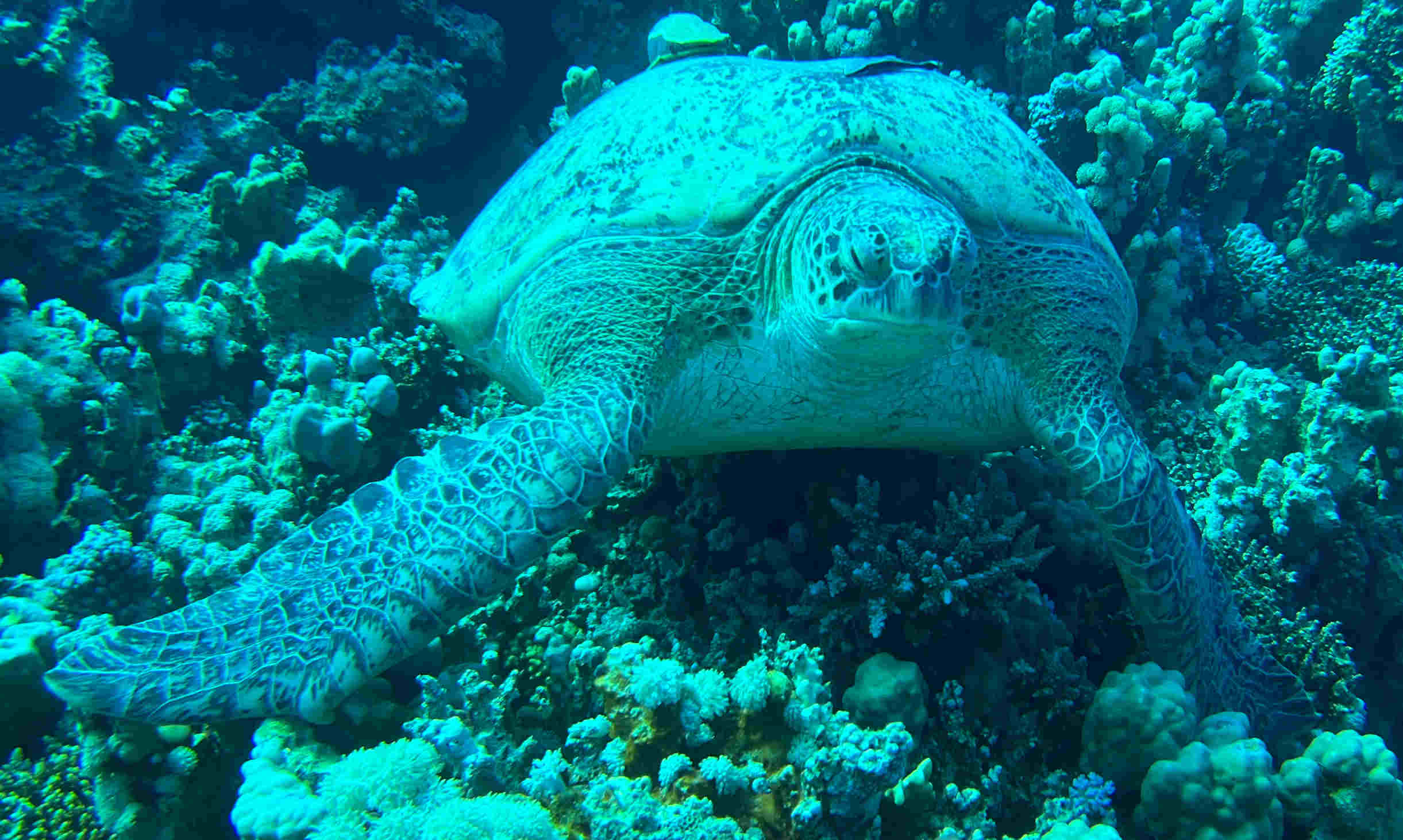Makadi Bay - Turtlewatch Egypt