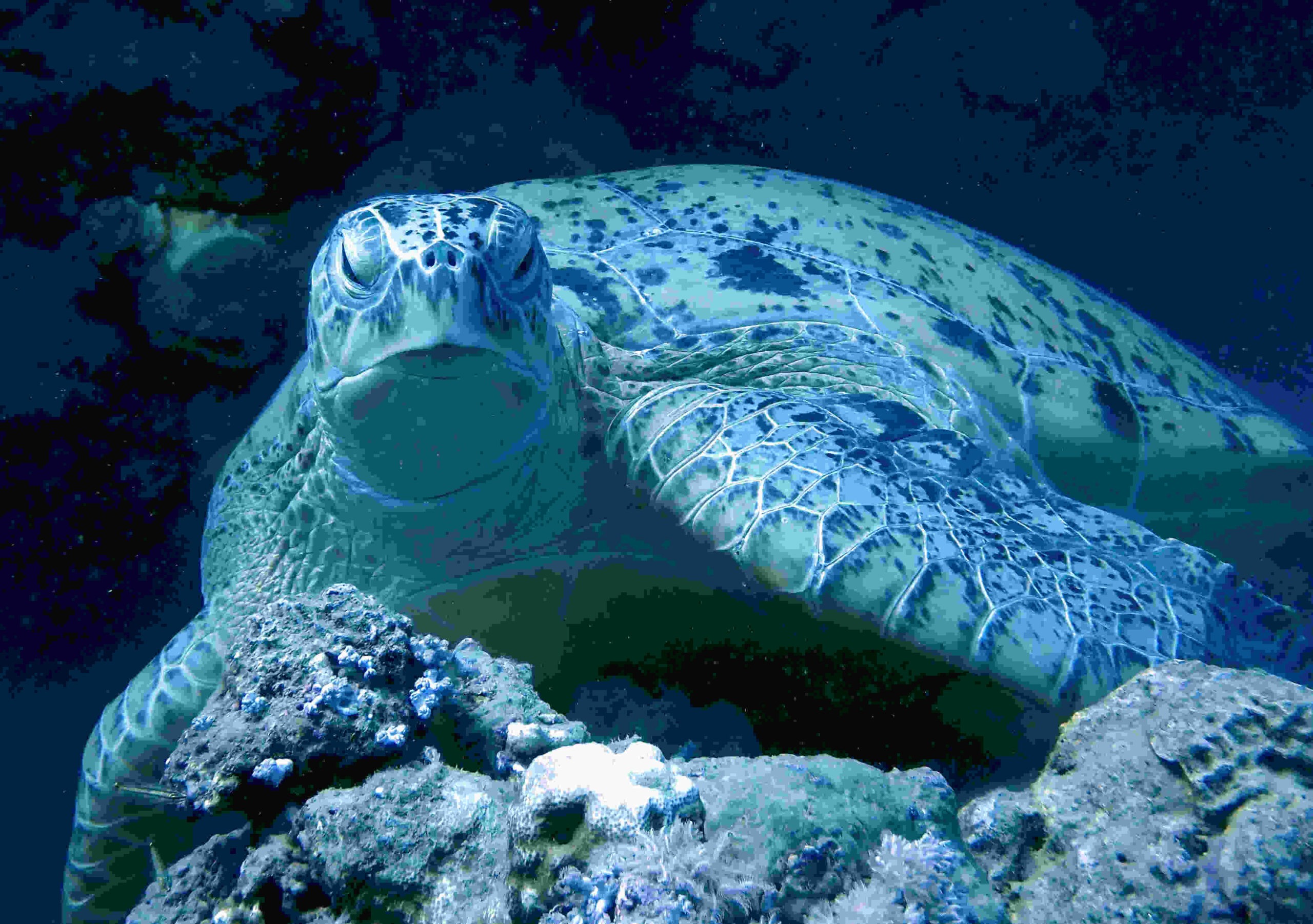Makadi Bay - Turtlewatch Egypt