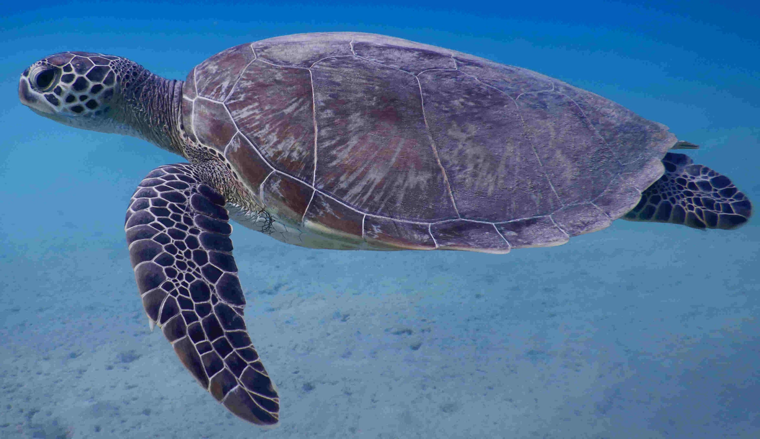 Gabel Rosas - Turtlewatch Egypt