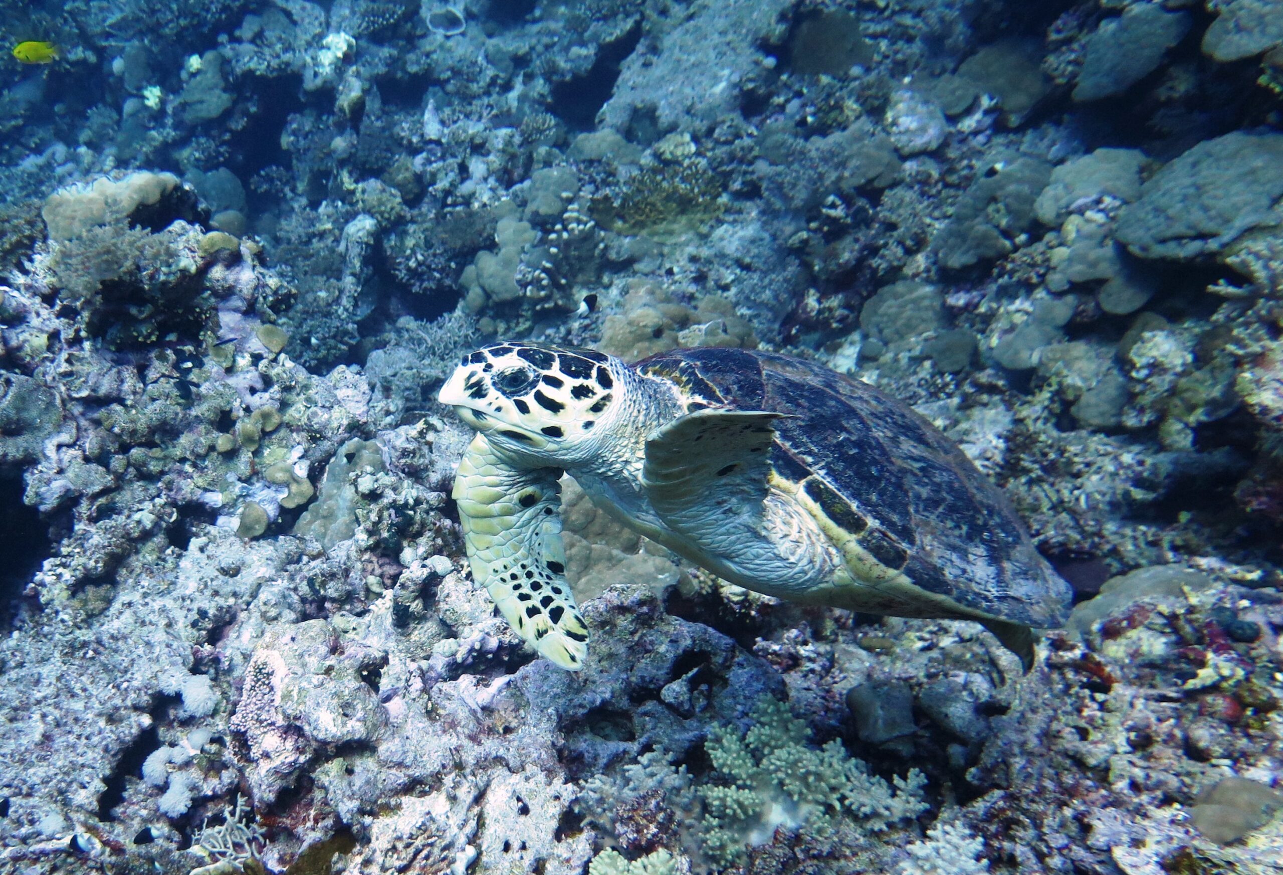 Abu Karim Soraya - Turtlewatch Egypt