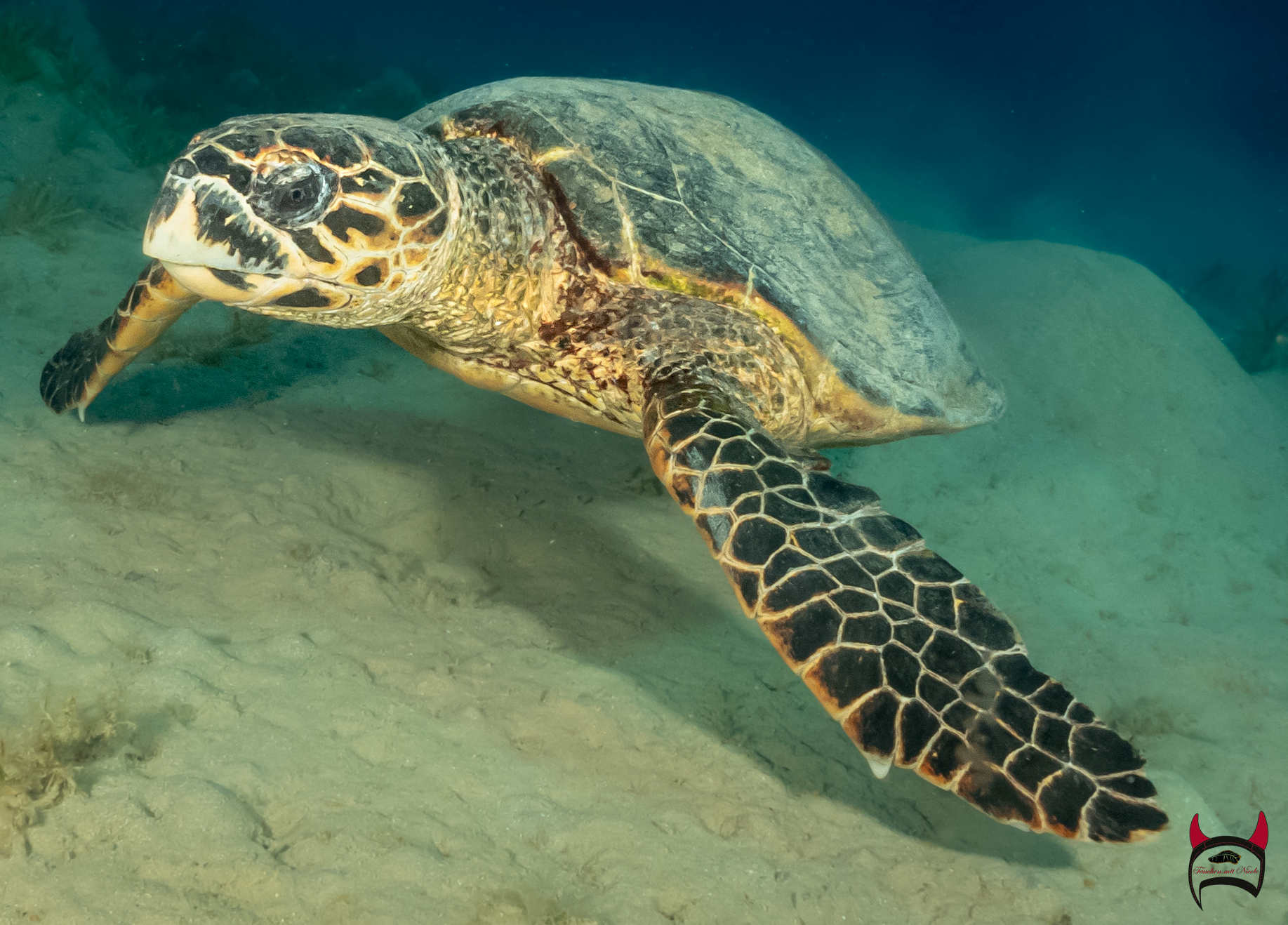 Makadi Bay - Turtlewatch Egypt