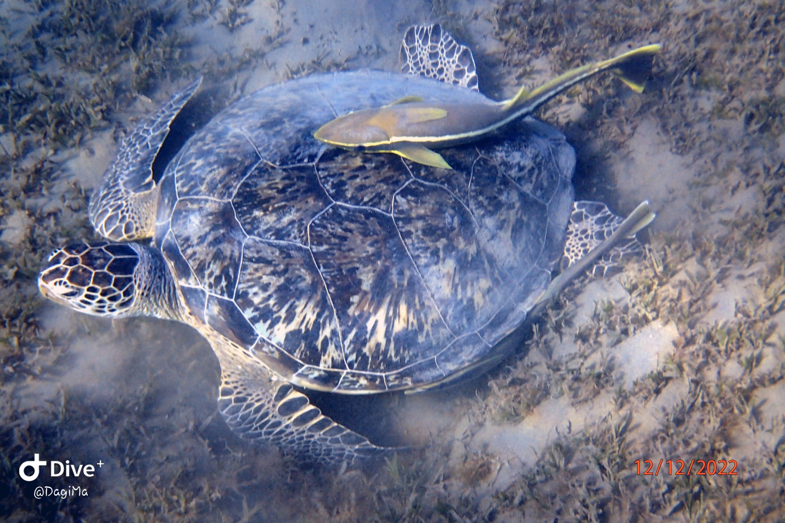Lahami bay turtles sightings dive site in the Red Sea | Turtlewatch Egypt