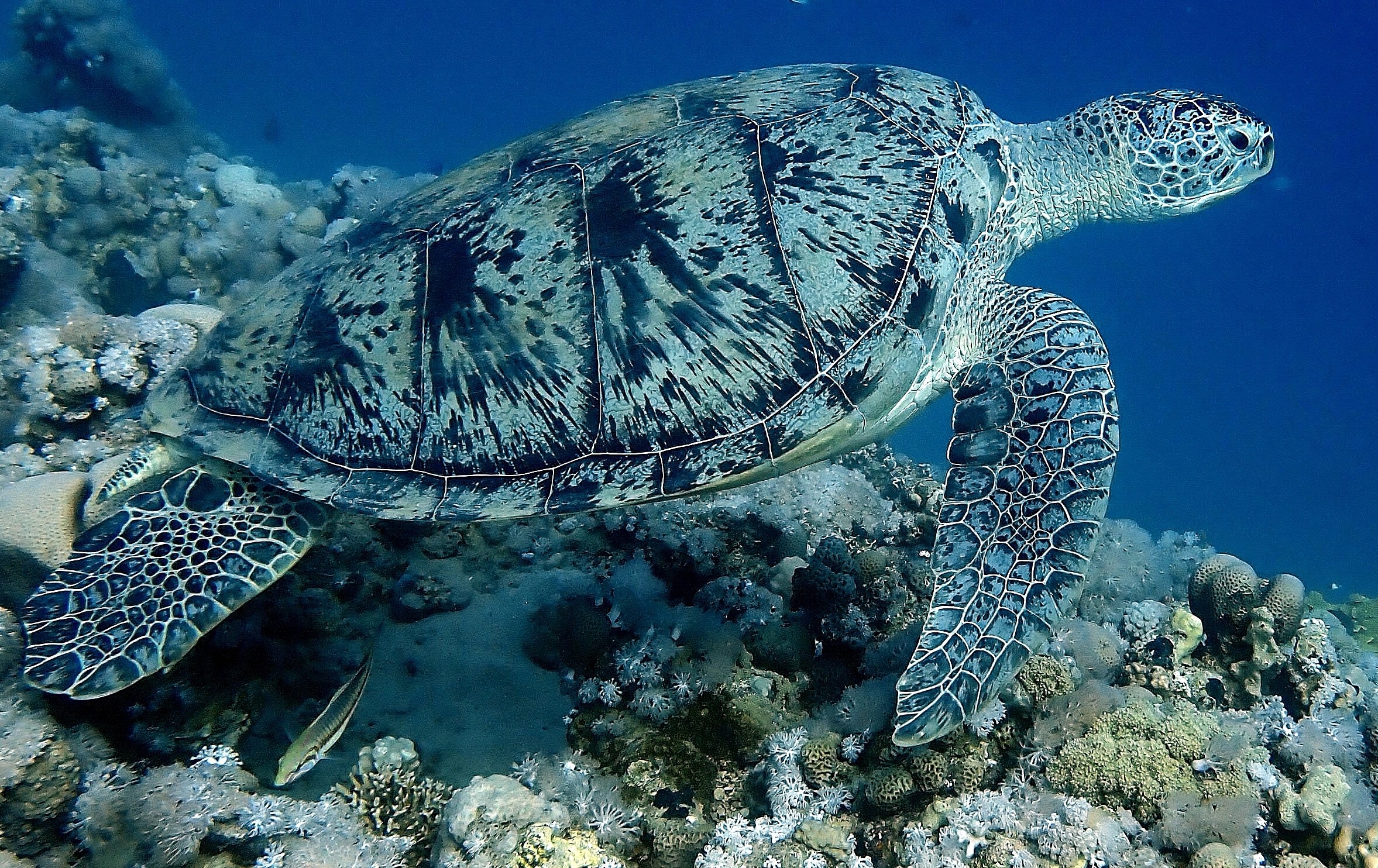 Makadi Bay - Turtlewatch Egypt