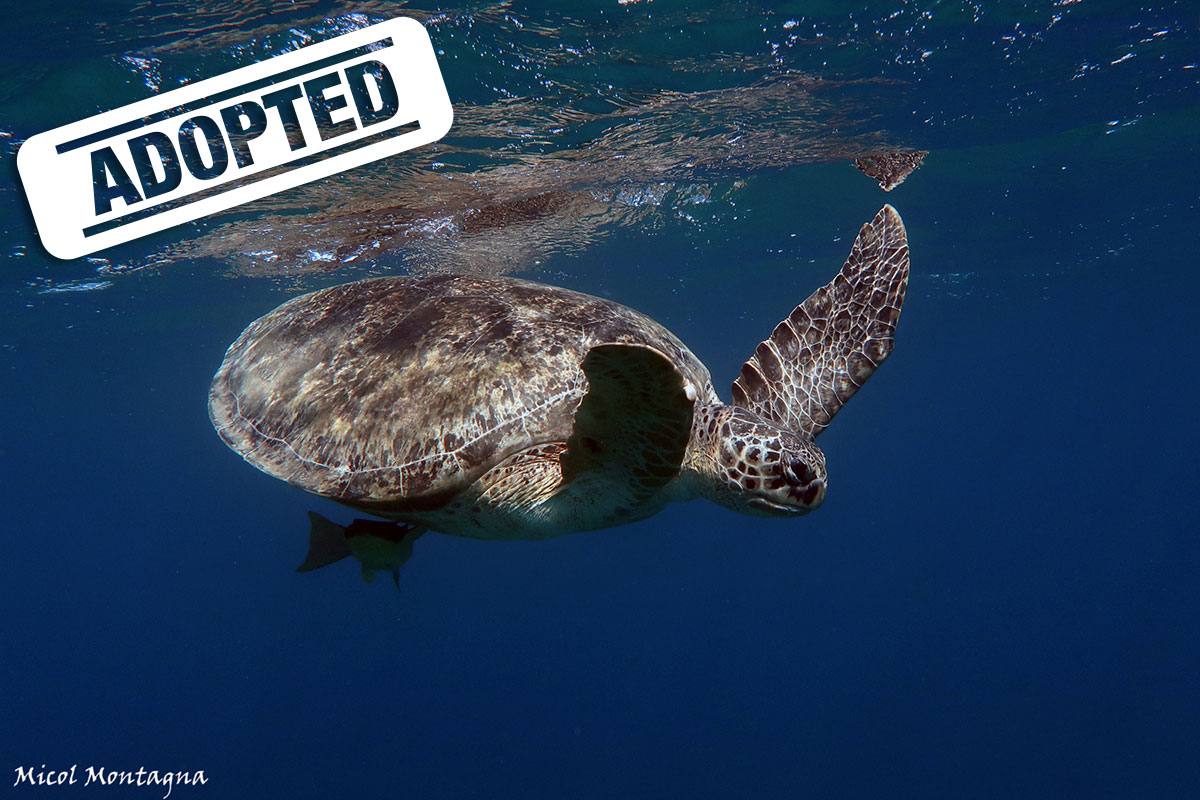 Adopt a turtle - Turtlewatch Egypt
