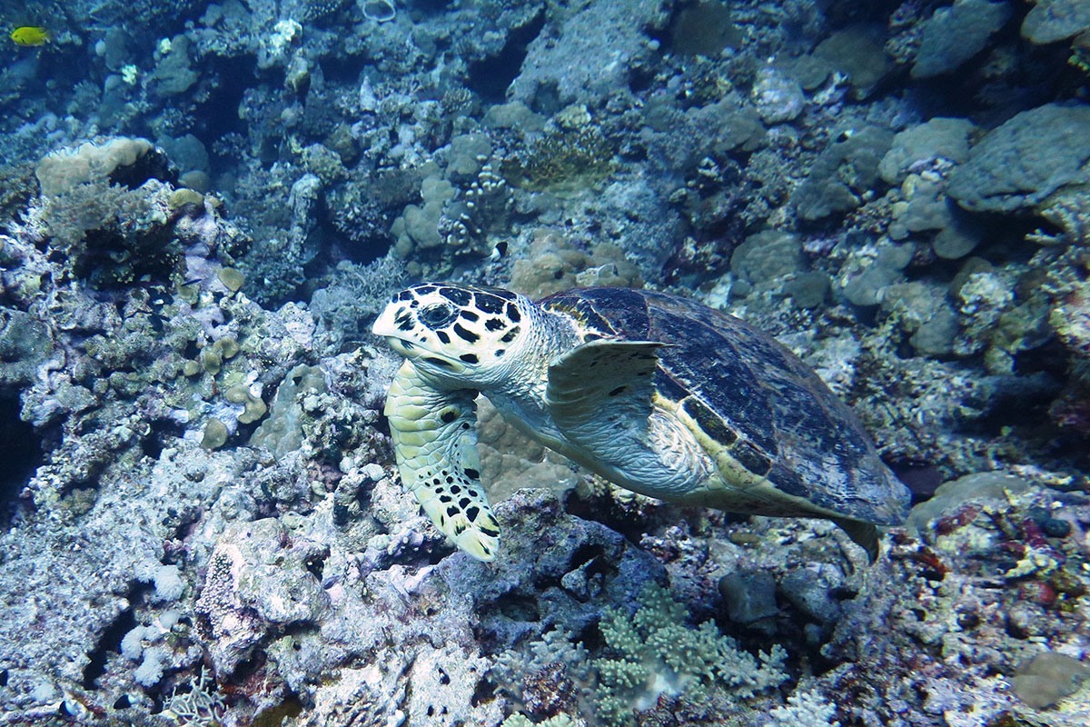 Adopt a turtle - Turtlewatch Egypt