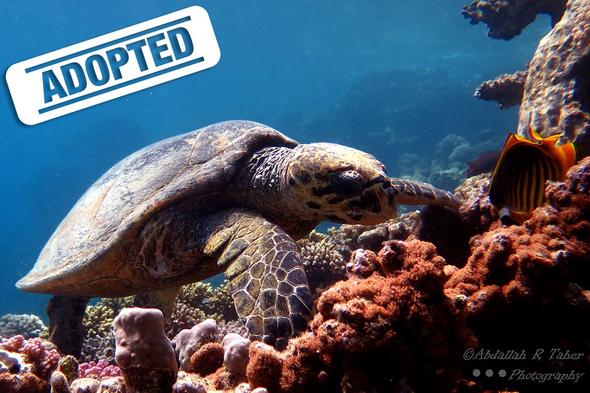 Adopt a turtle - Turtlewatch Egypt