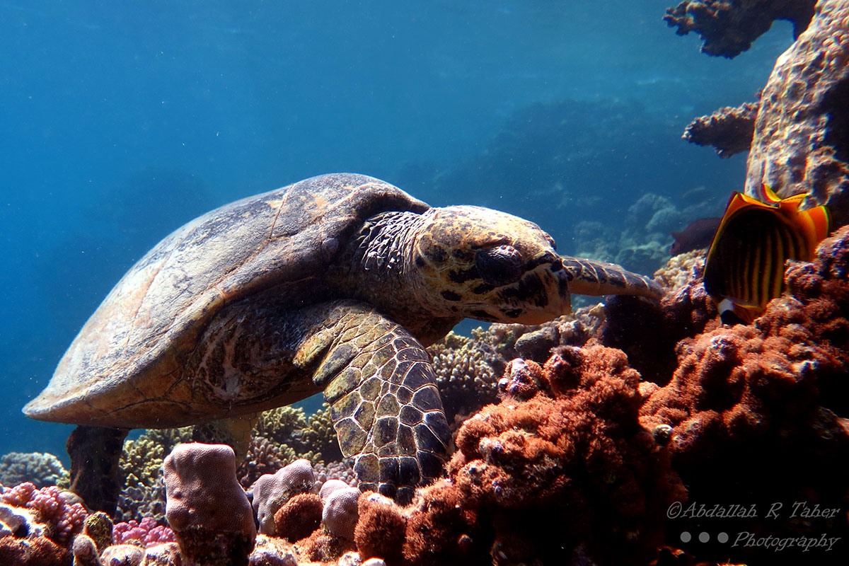 Turtle Boma - Turtlewatch Egypt