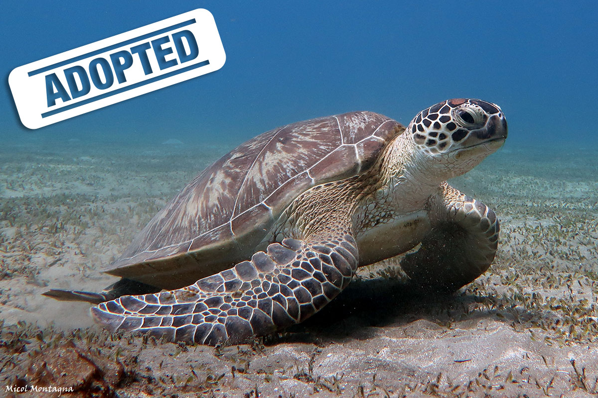 Adopt a turtle - Turtlewatch Egypt