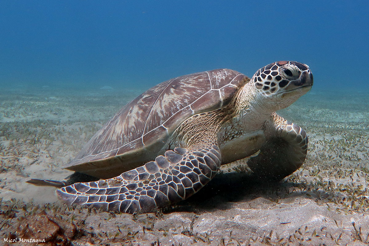 Turtle Dalì - Turtlewatch Egypt