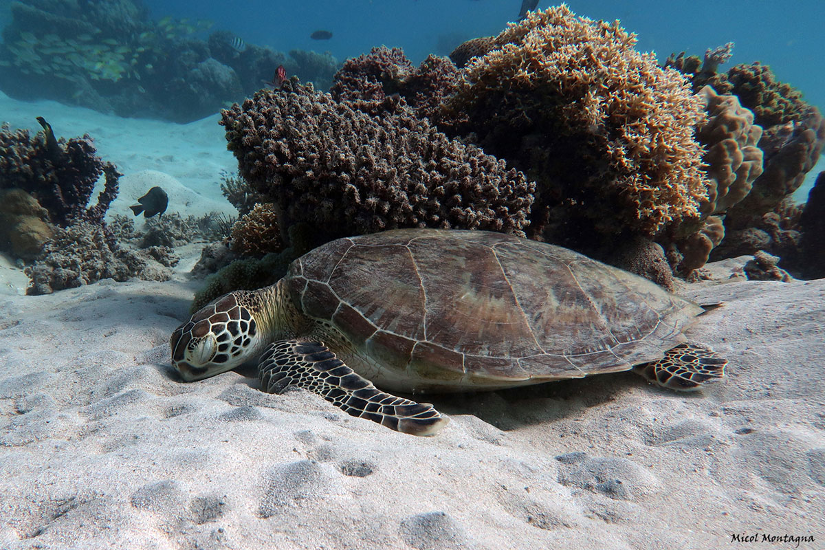 Adopt a turtle - Turtlewatch Egypt