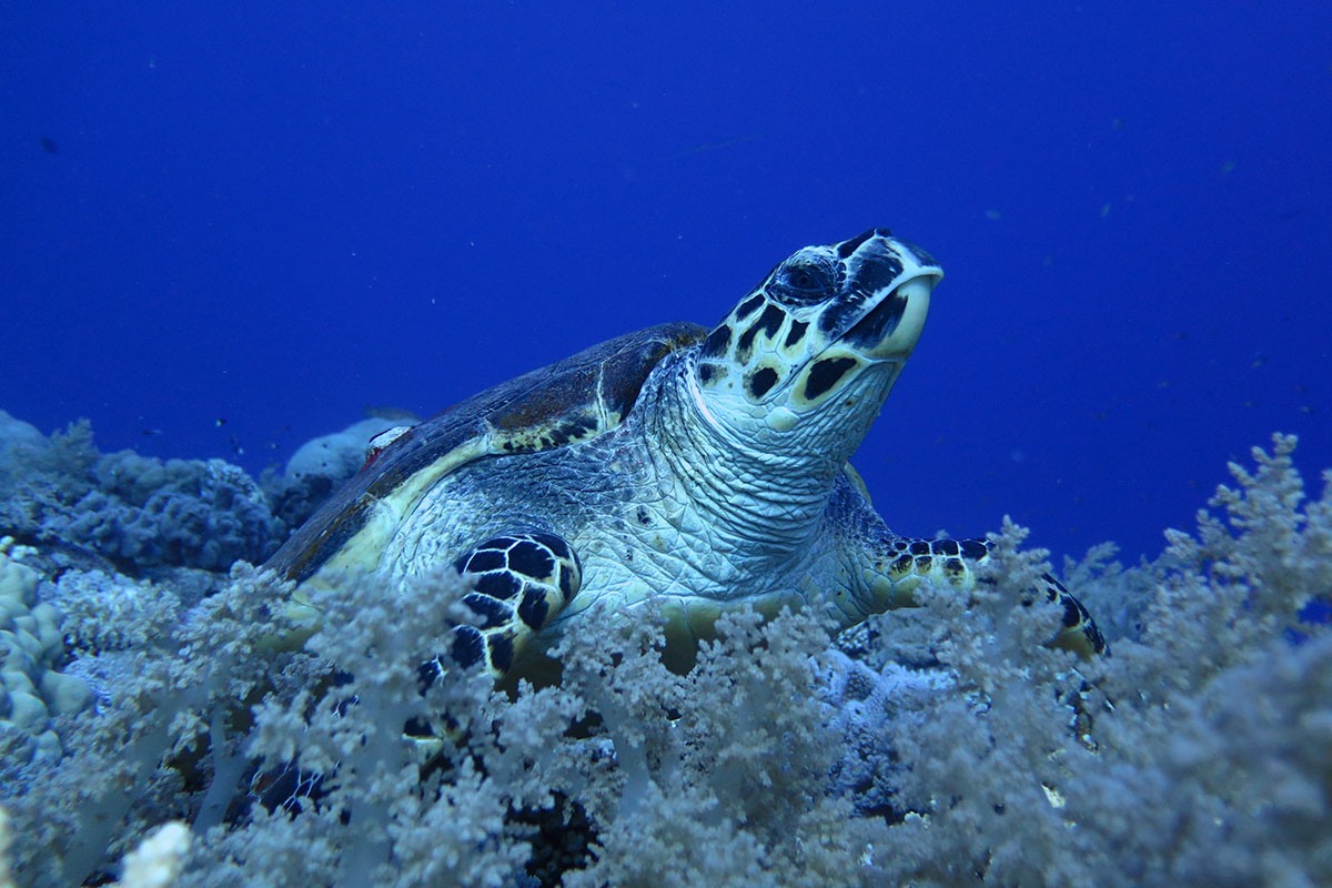 Turtle Hamza - Turtlewatch Egypt