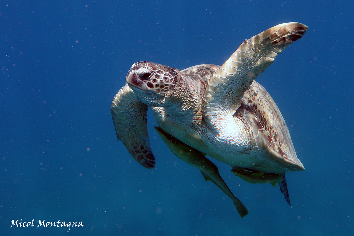 Turtle Heba - Turtlewatch Egypt