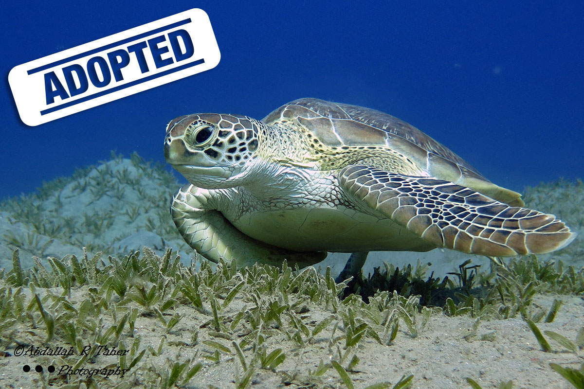 Adopt a turtle - Turtlewatch Egypt
