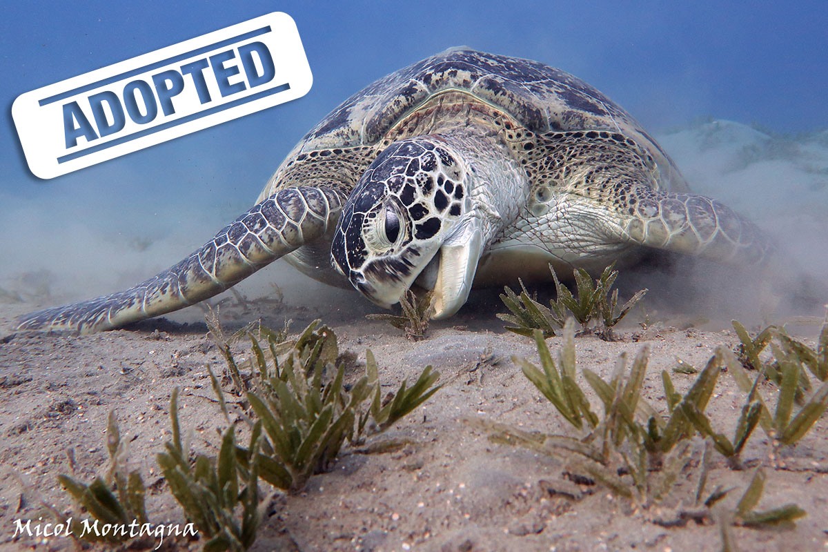 Adopt a turtle - Turtlewatch Egypt