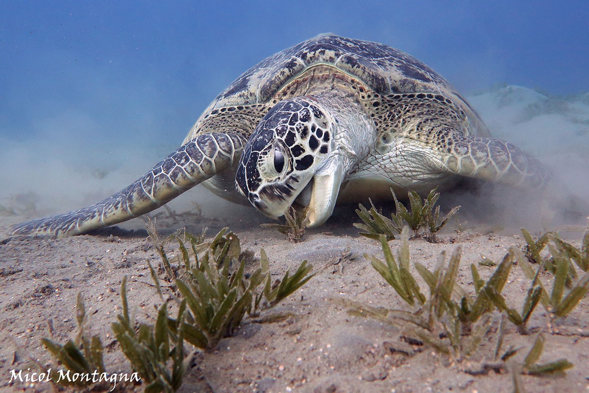 Turtle Kiki - Turtlewatch Egypt