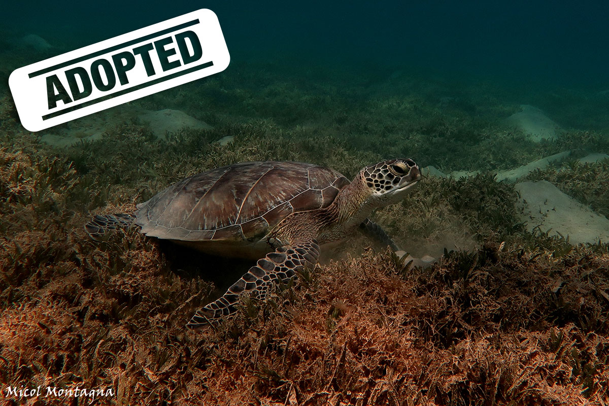 Adopt a turtle - Turtlewatch Egypt