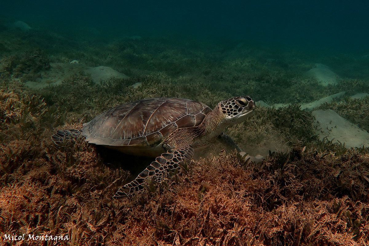 Turtle Maria - Turtlewatch Egypt